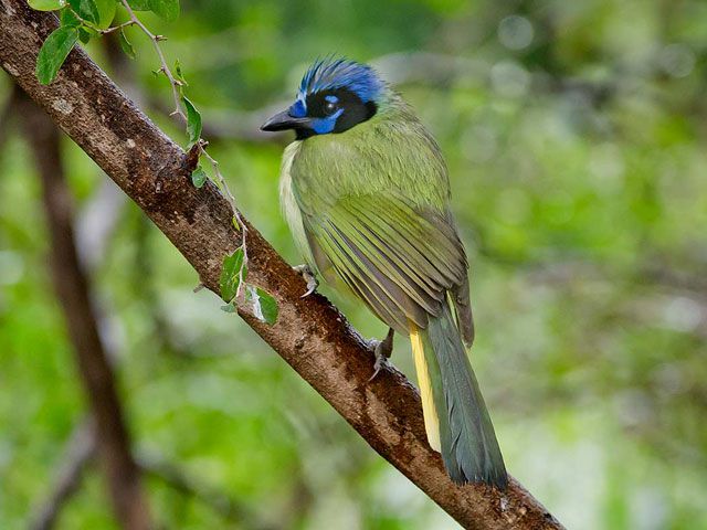 Things to Do in Texas | Tour Texas